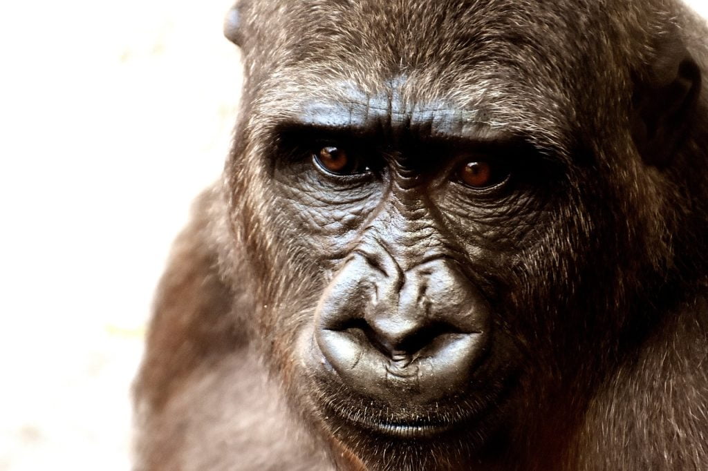 Lisbon Zoo: full guide to 2025